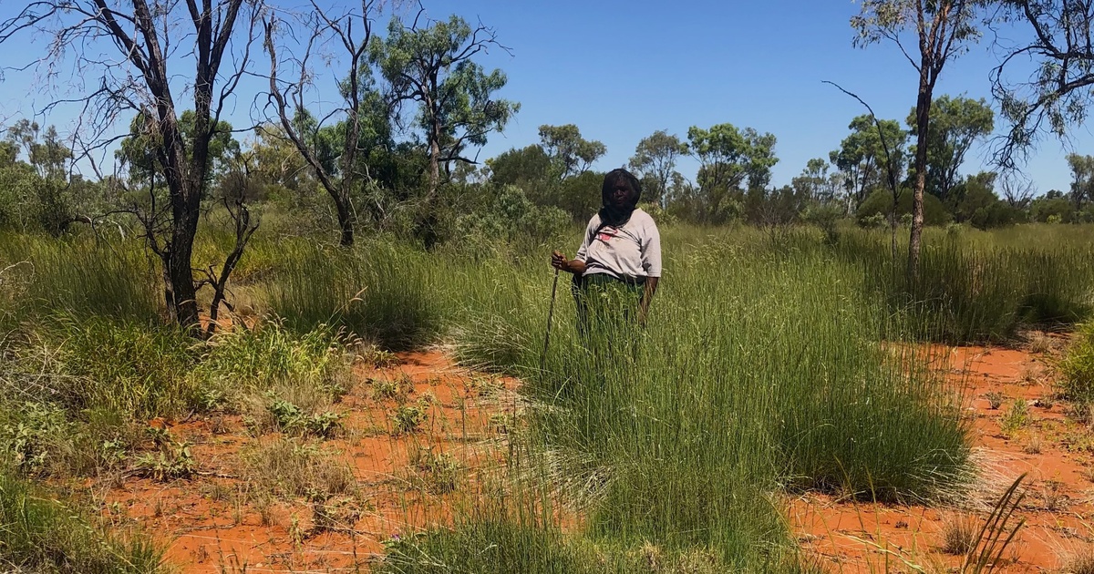 Utopia in Bloom | Resources | This Is Aboriginal Art